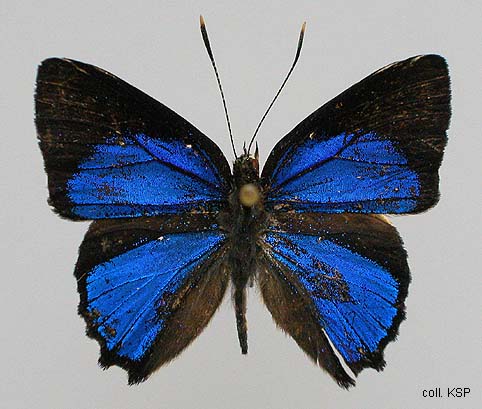 Papua Insects Foundation (Lepidoptera/Lycaenidae/Lycaeninae ...